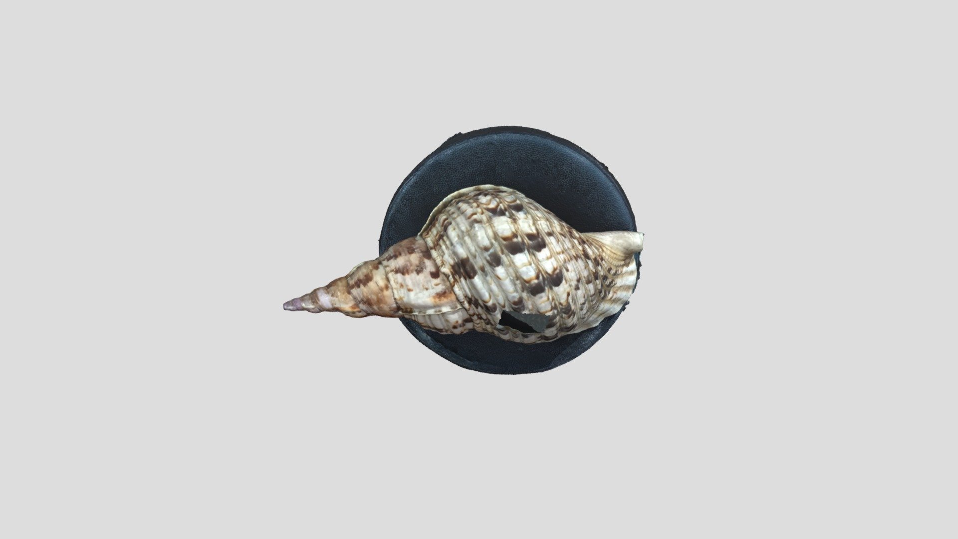Conch ODM edited - Download Free 3D model by y.kortev [03ed3f4] - Sketchfab