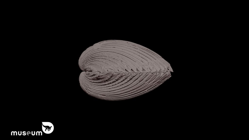 Bivalvia - A 3D model collection by Royal Belgian Institute of Natural ...