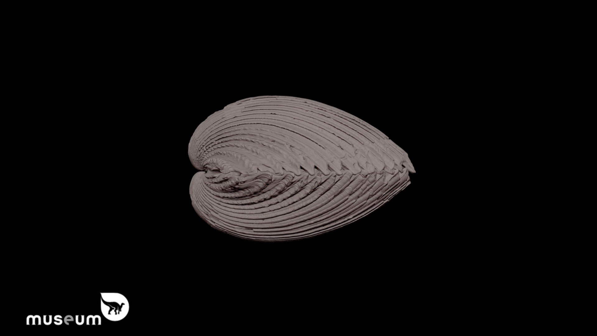 RBINS-MT-3200-Vasticardium-hyllebergi - 3D model by Royal Belgian Institute of Natural Sciences ...