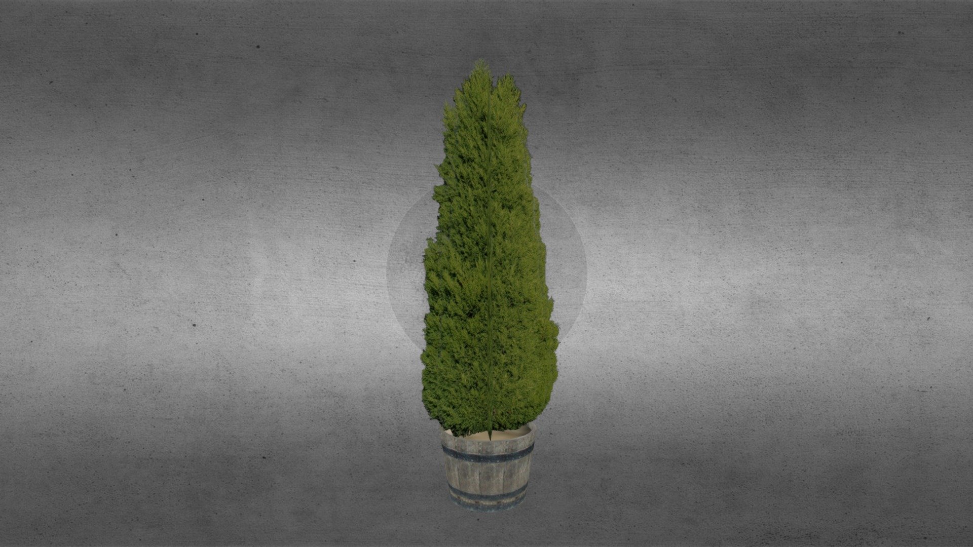 tuja - Download Free 3D model by Robert (@Rob007) [03f0a72] - Sketchfab