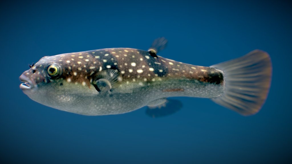 Saltwater Fish References - Animated - A 3D model collection by ...