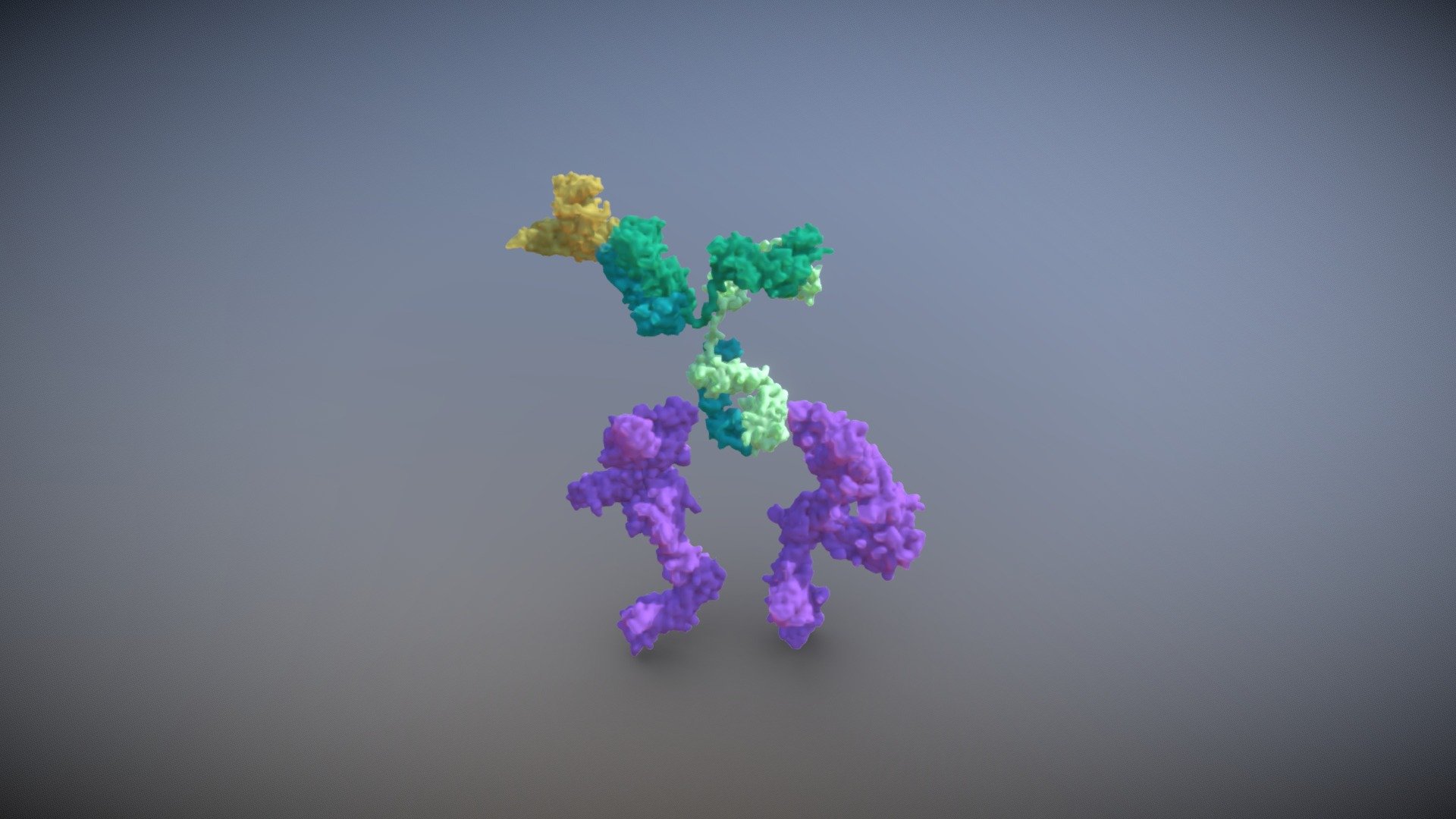 SketchFab_Antibody - 3D model by CBowman68 [03f58c4] - Sketchfab