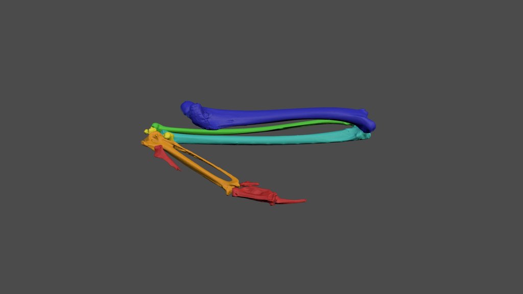 Bird reference - A 3D model collection by ShadowRaptor (@ShadowRaptor42 ...