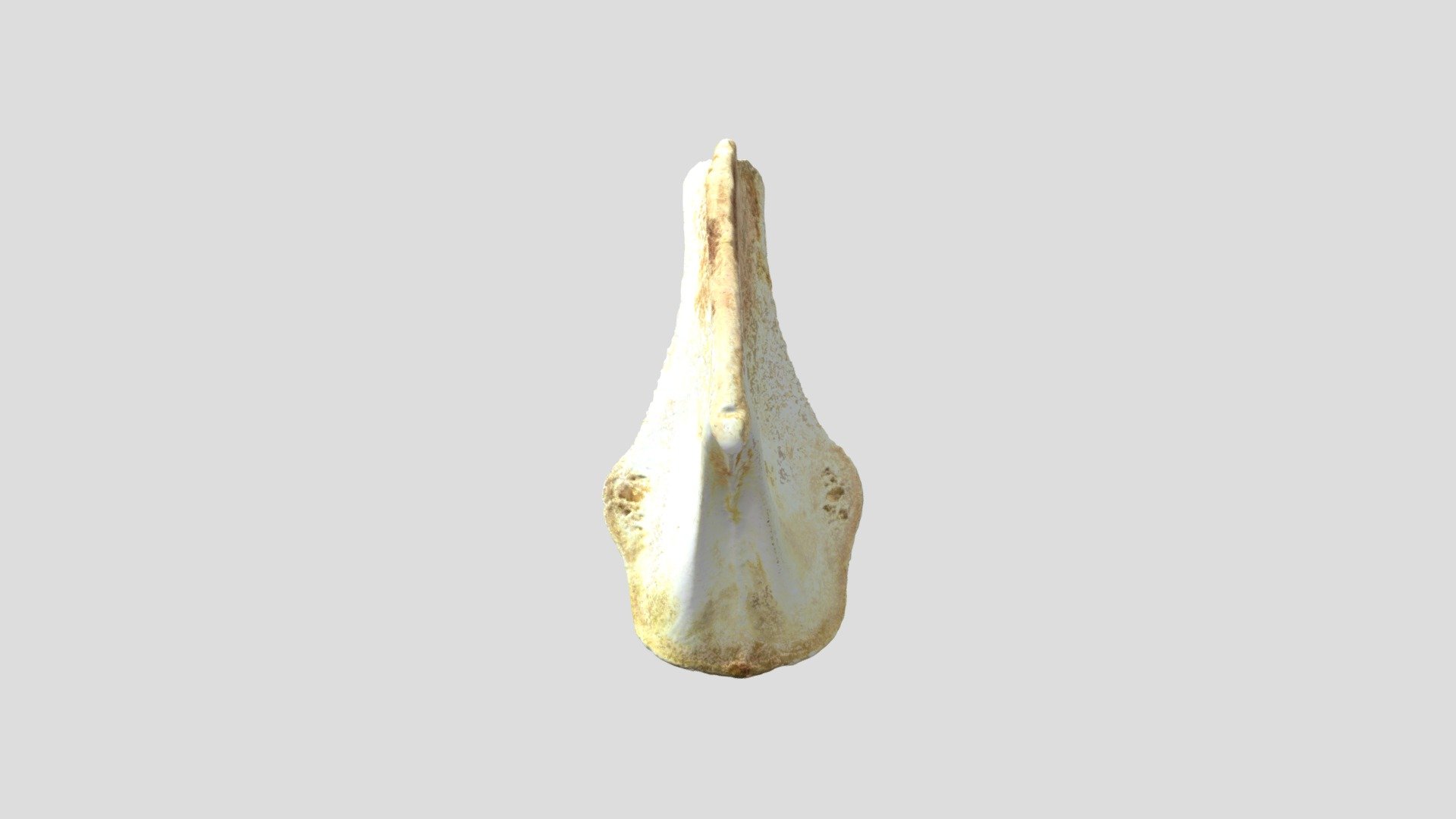 Turkey Sternum (VCU_3D_4076) - Download Free 3D model by Virtual ...