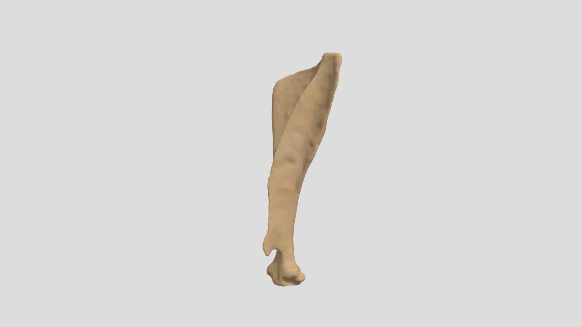 Scapula - 3D model by LamaTafish [03fba0e] - Sketchfab