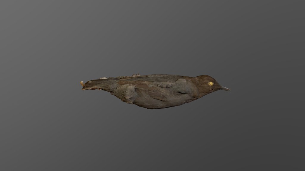 Birds - A 3D model collection by baxterbaxter - Sketchfab