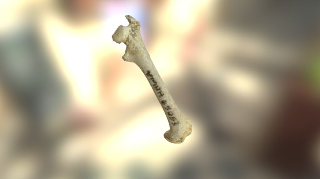 Squirrel Femur, left (VCU_3D_1754) - Download Free 3D model by Virtual ...
