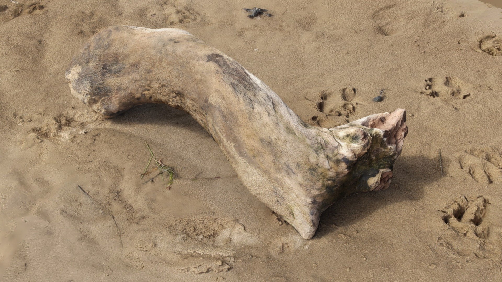 Beach Log - Download Free 3D model by Megalith Archive ...