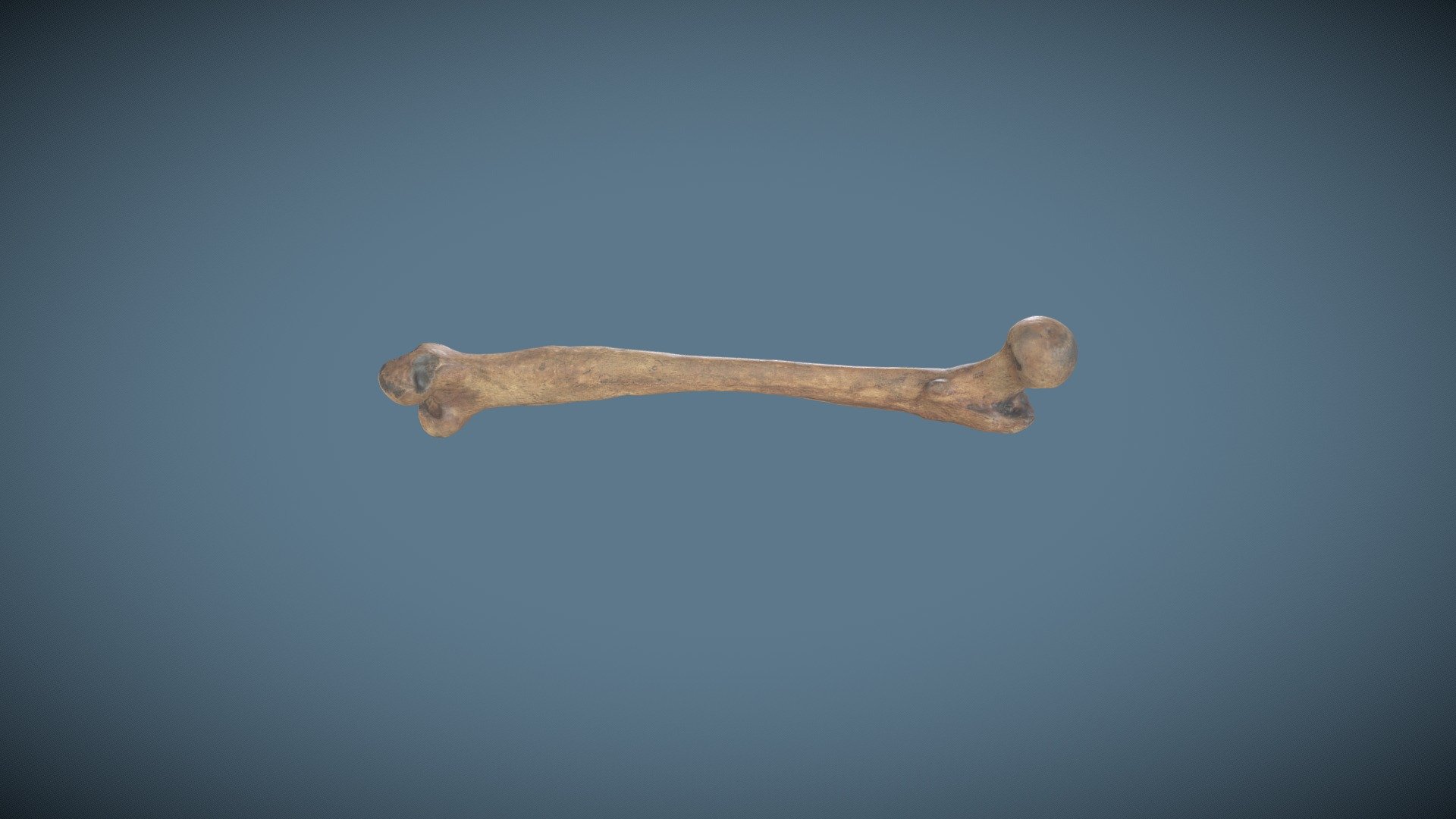 SRP12374 Right Femur - 3D model by Impact Project (@jbekvalac) [04069df ...