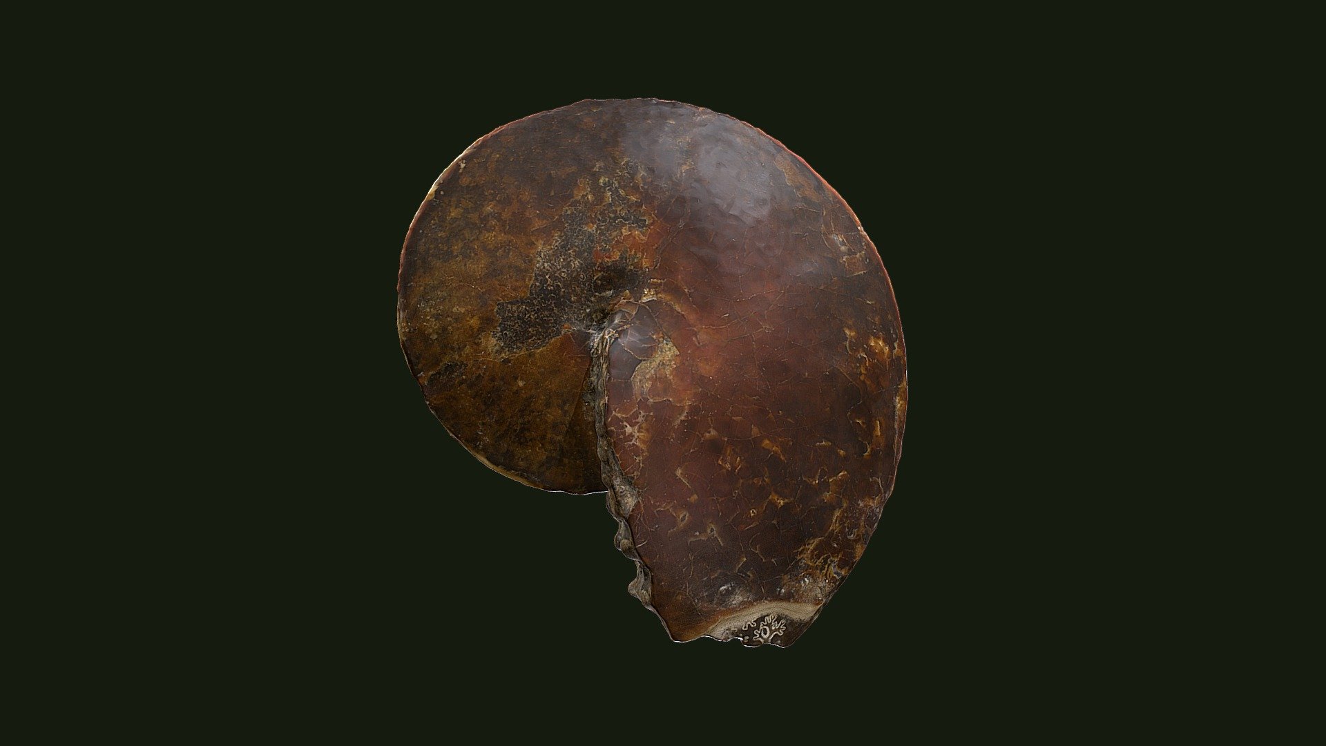 Sphenodiscus lenticularis - 3D model by Shellie Luallin (@Paleogirl ...