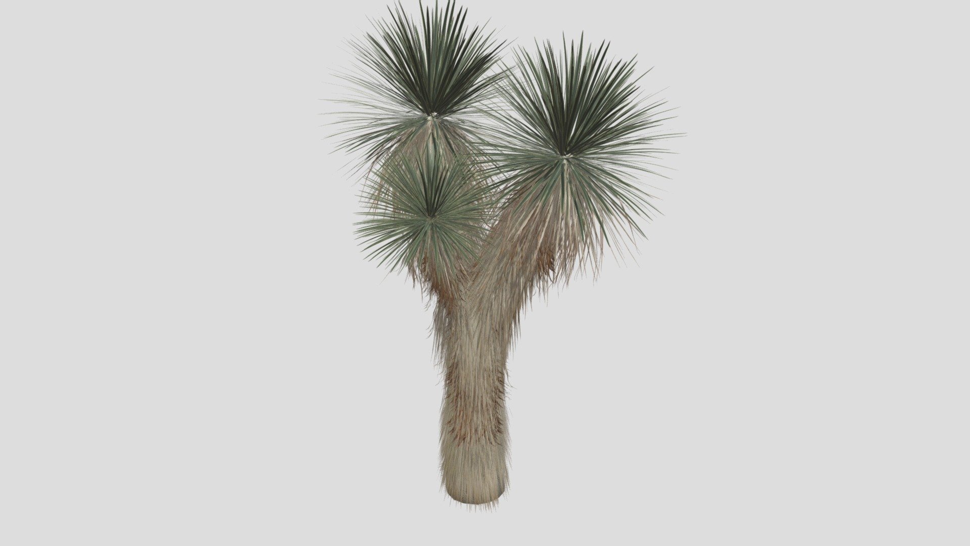 3 Head Beaked Yucca - Yucca Rostrata - Download Free 3D model by LocalPlantSupply [04127b3 ...