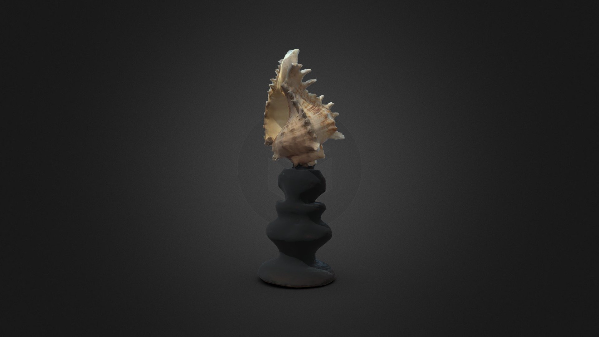 Decorative Sea Shell - 3D model by PoliGone [0412ef1] - Sketchfab