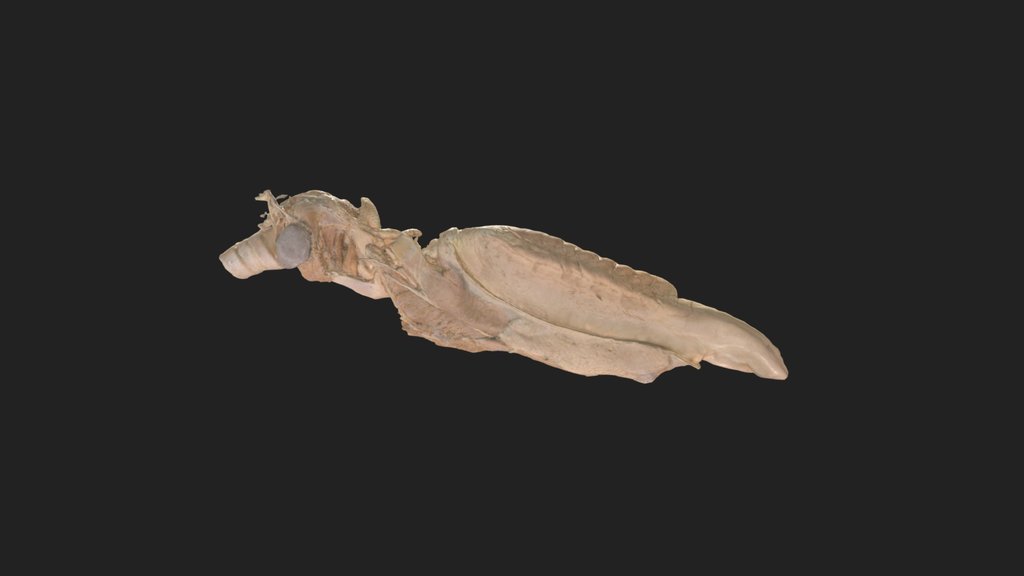Anatomy and Cadaver Scans - A 3D model collection by madgiraffe - Sketchfab