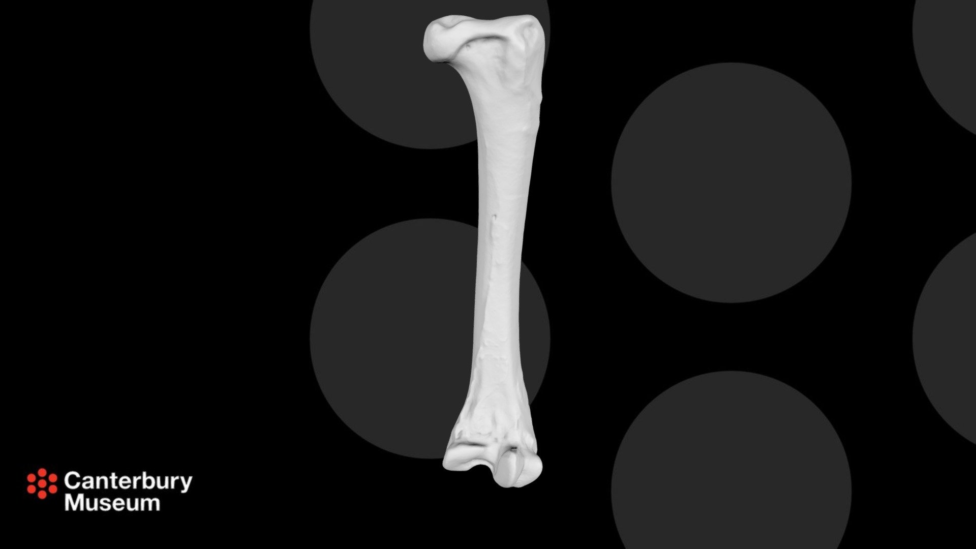 Southern giant petrel (M. giganteus) femur - 3D model by Canterbury ...