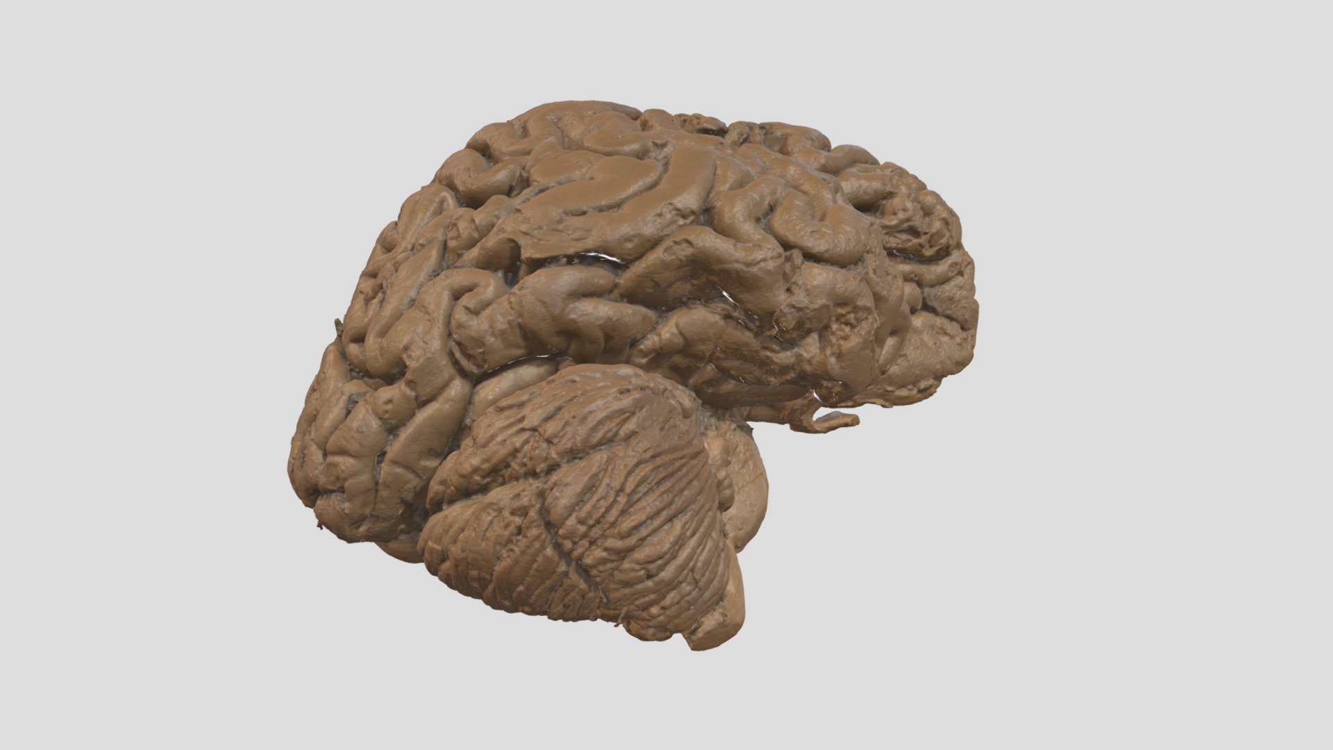 Brain Right Hemisphere - Download Free 3D model by CU Modern Human ...