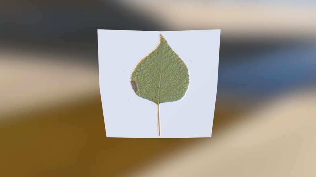Leaf - 3D model by JeddieF [04362a4] - Sketchfab