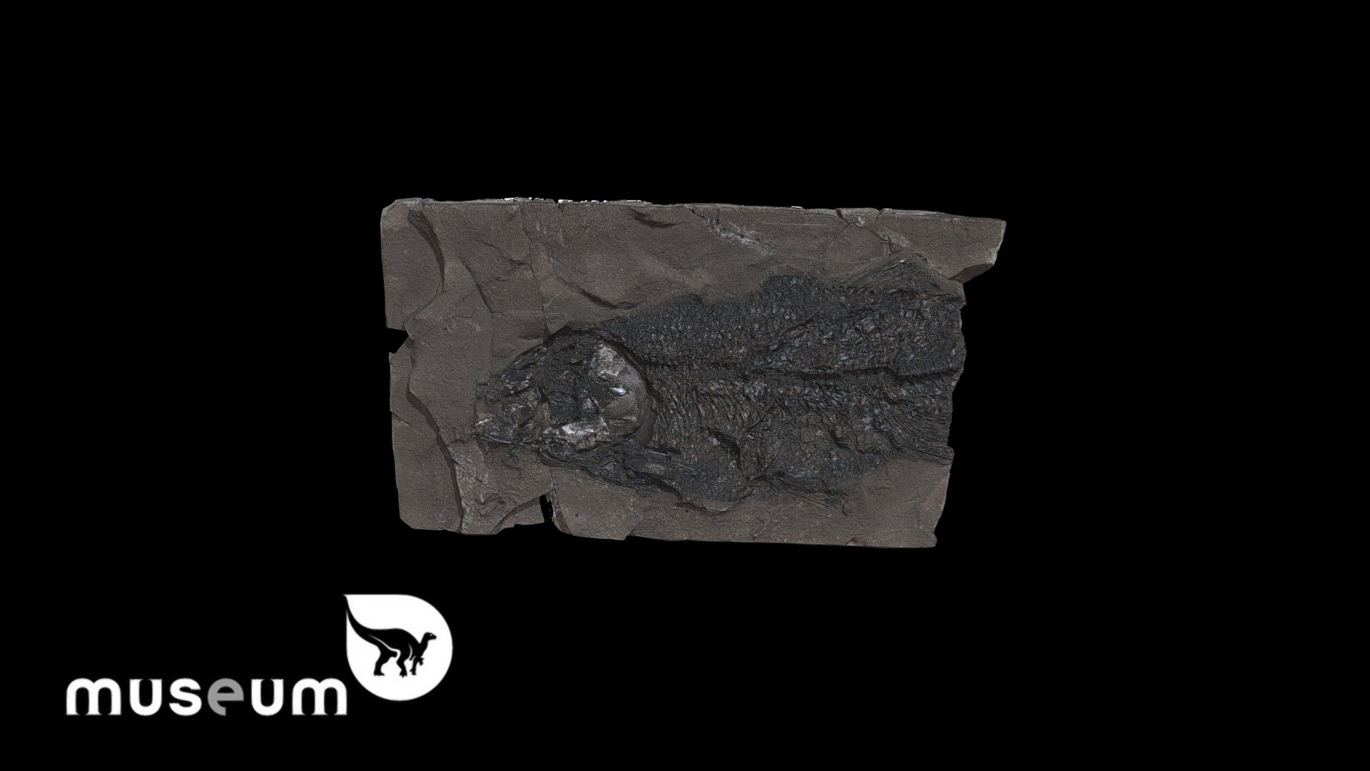 IRSNB P 03397 (1) - Aethalionopsis robustus - 3D model by Royal Belgian ...