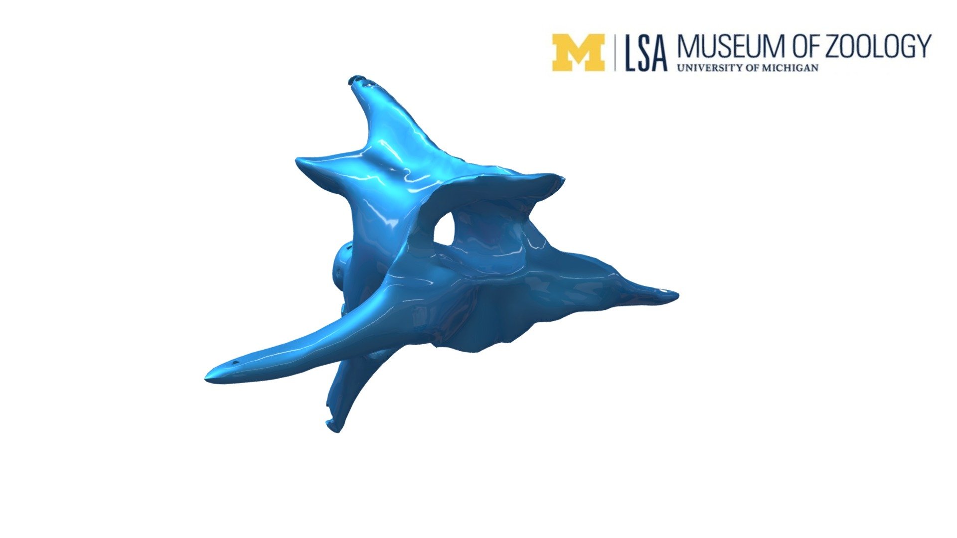 Skink tail vertebrae - 3D model by Michigan Herpetology (UMMZ ...
