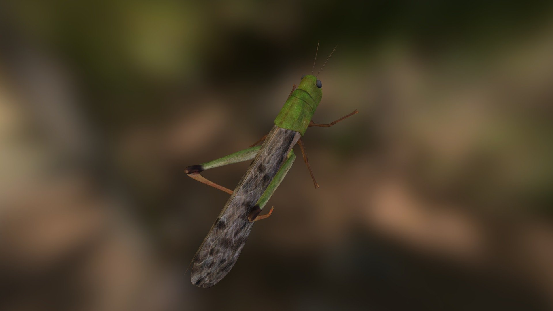 grasshopper.obj - 3D model by moto_visualarts_key [0438a54] - Sketchfab