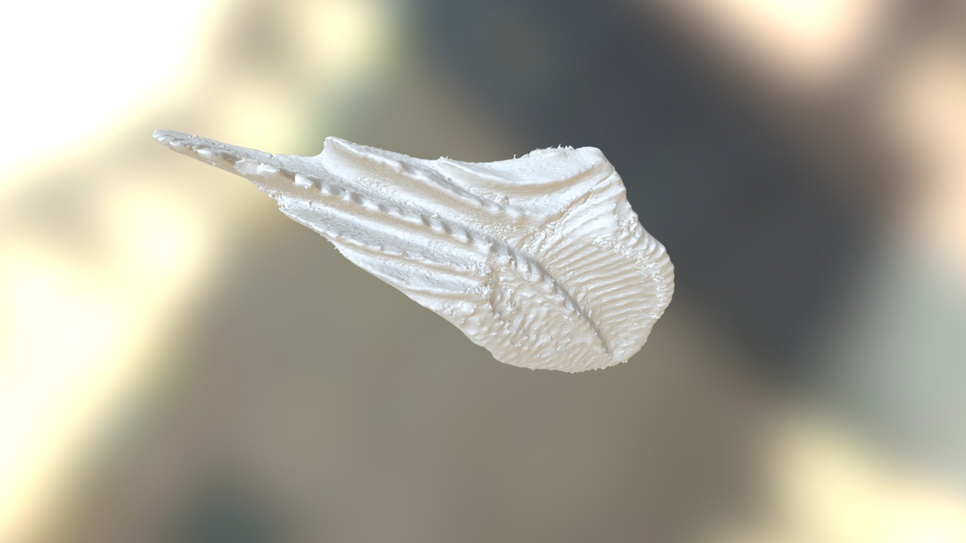 Siphonodella quadruplicata - 3D model by AVZ (@micropalaeontology ...