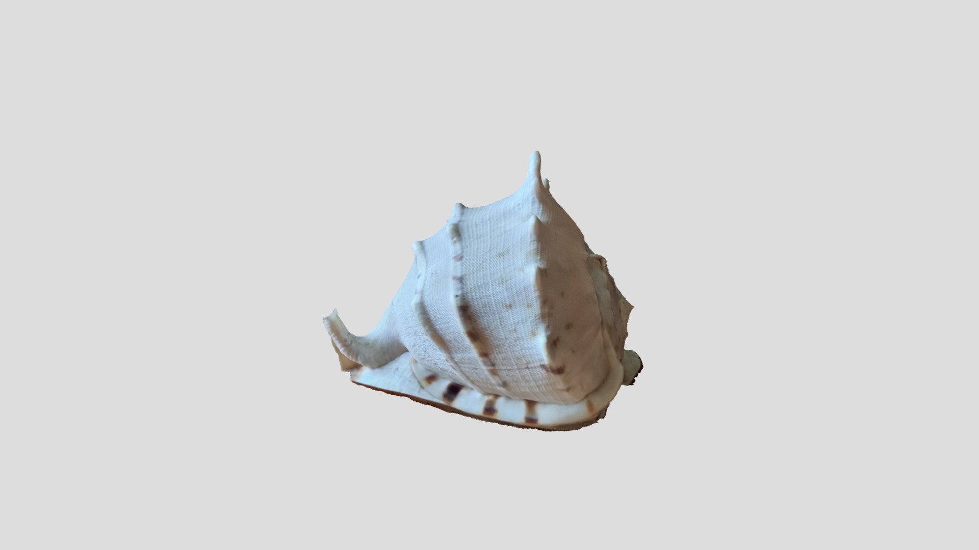 Shell - Download Free 3D model by Sy1PL [043f6ce] - Sketchfab