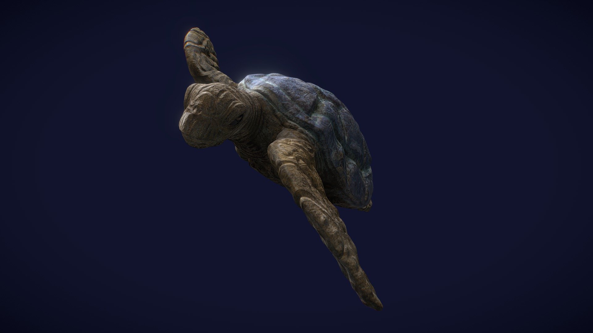 Sea Turtle - 3D model by StebaneVCT [0440b94] - Sketchfab