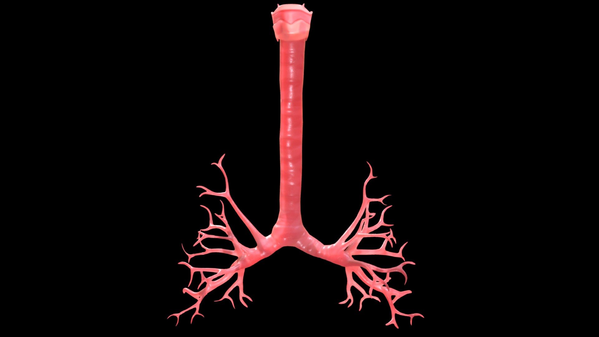 Human Bronchi - Buy Royalty Free 3D model by zames1992 [044d90b] - Sketchfab Store