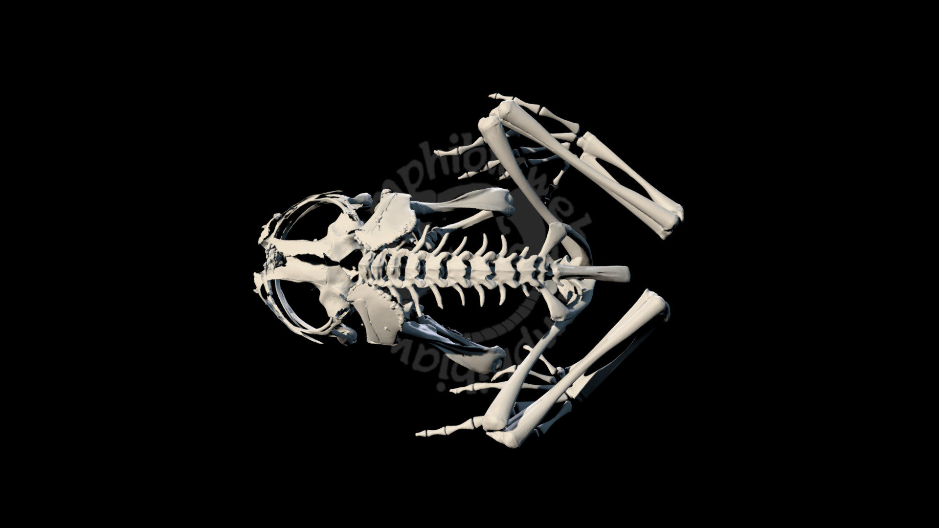 Ascaphidae: Ascaphus truei - 3D model by Blackburn Lab (@ufherps ...