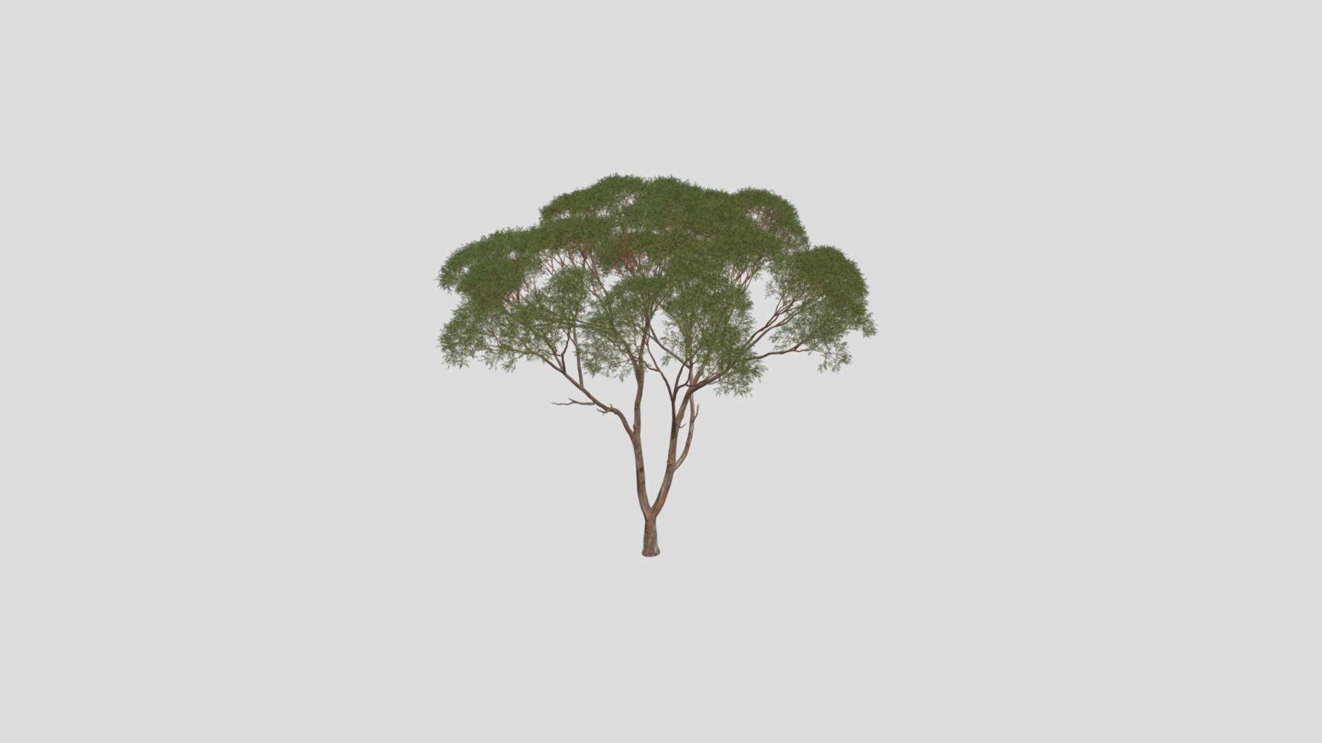 Eucalyptus 4 AM238 Archmodel - Buy Royalty Free 3D model by Evermotion ...