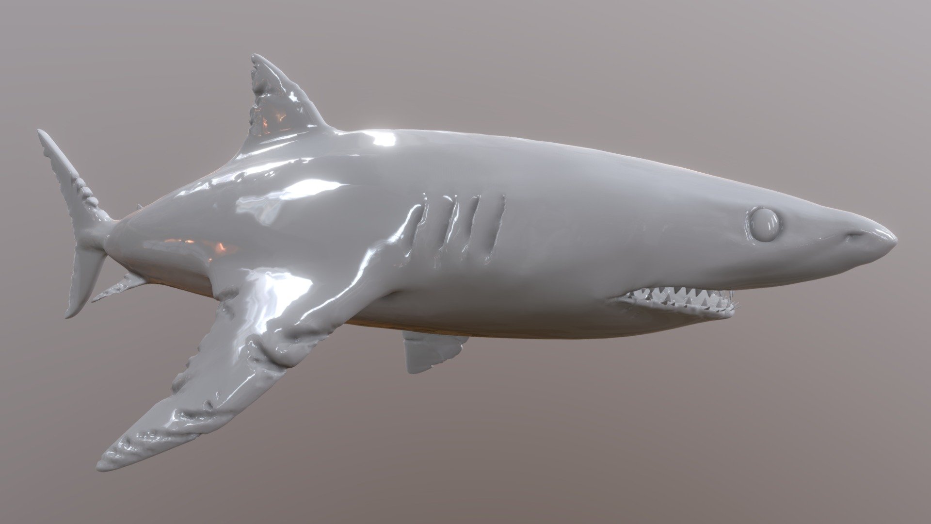 Shark - Great White - Buy Royalty Free 3D model by Claudiu ...