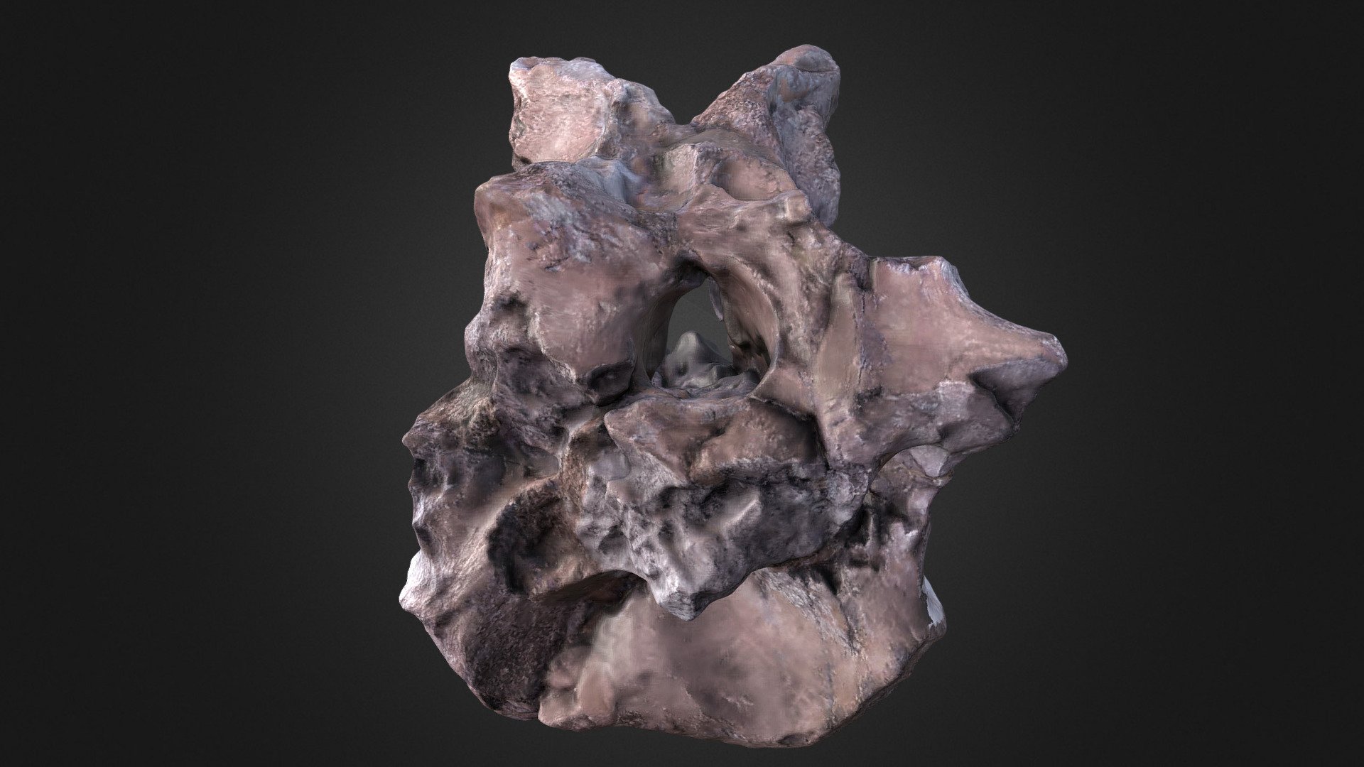 Hell Creek Triceratops Braincase - Buy Royalty Free 3D model by Olof ...