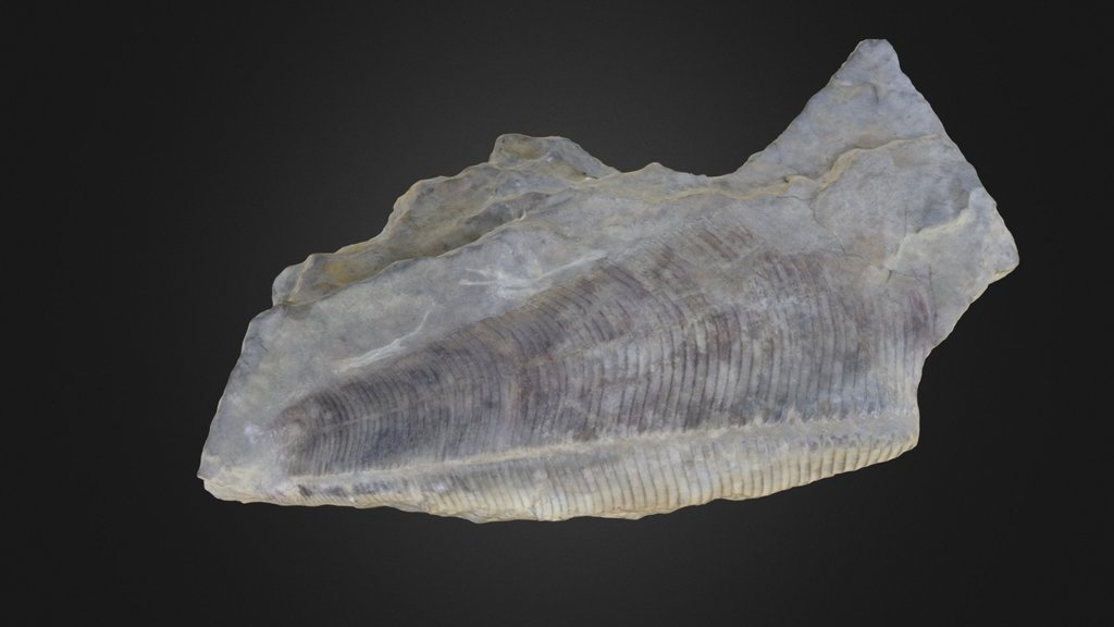 Other Cnidarians - A 3D model collection by Digital Atlas of Ancient ...