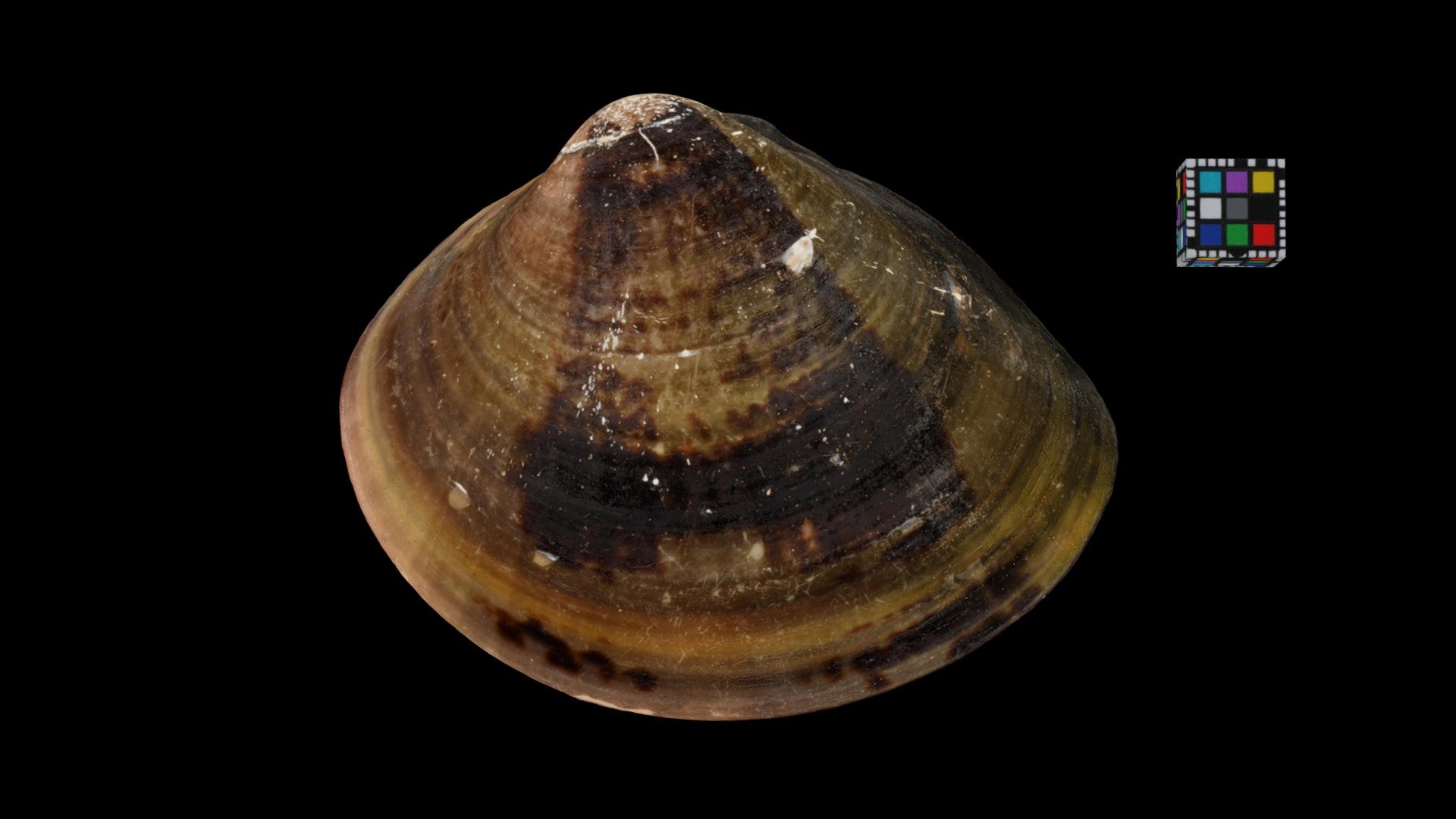 CC0 ハマグリ Japanese Hard Clam, Meretrix lusoria - Download Free 3D model ...