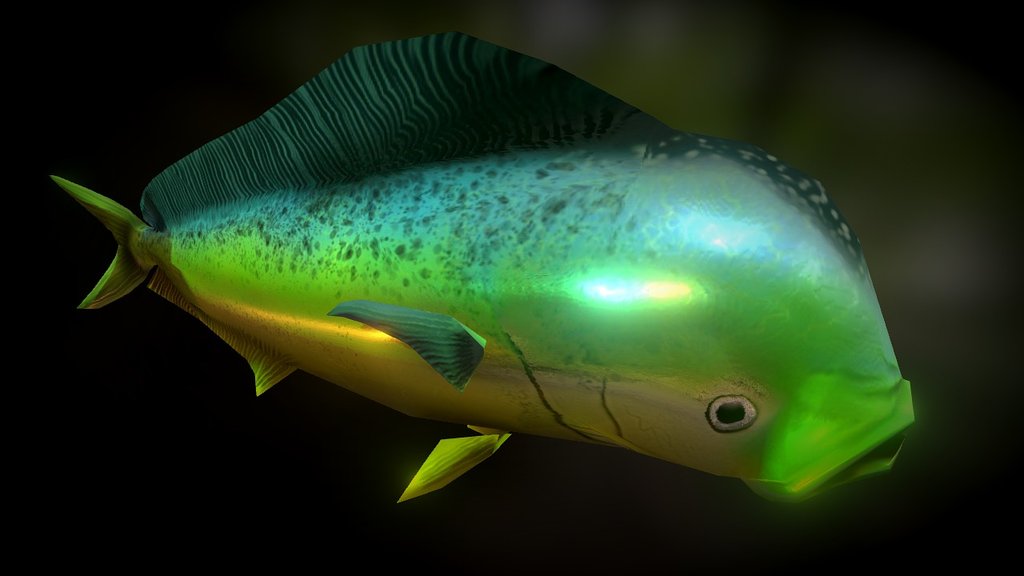 Mahi Mahi - 3D model by Kramaa (@MiguelOrtega) [0454ba4] - Sketchfab