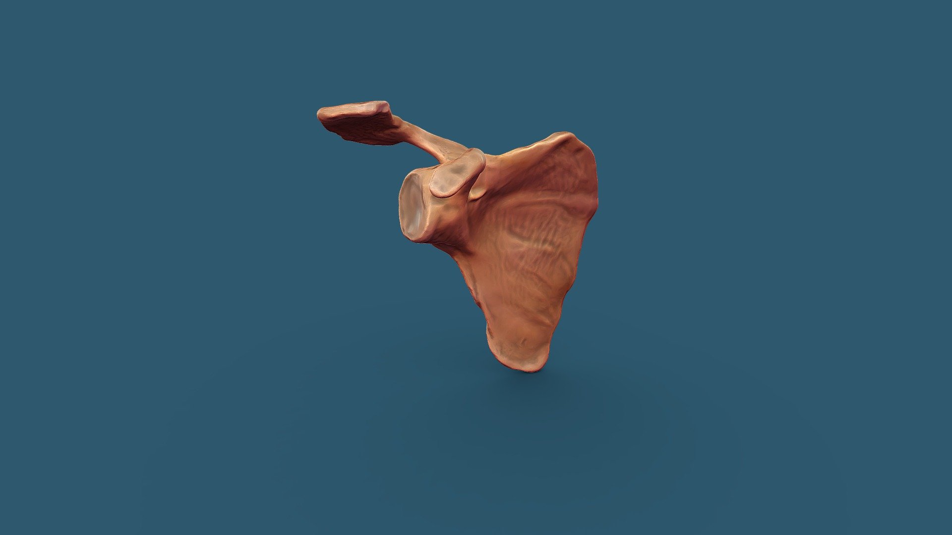Scapula - Buy Royalty Free 3D model by Razlighi (@Hadi_Razlighi ...