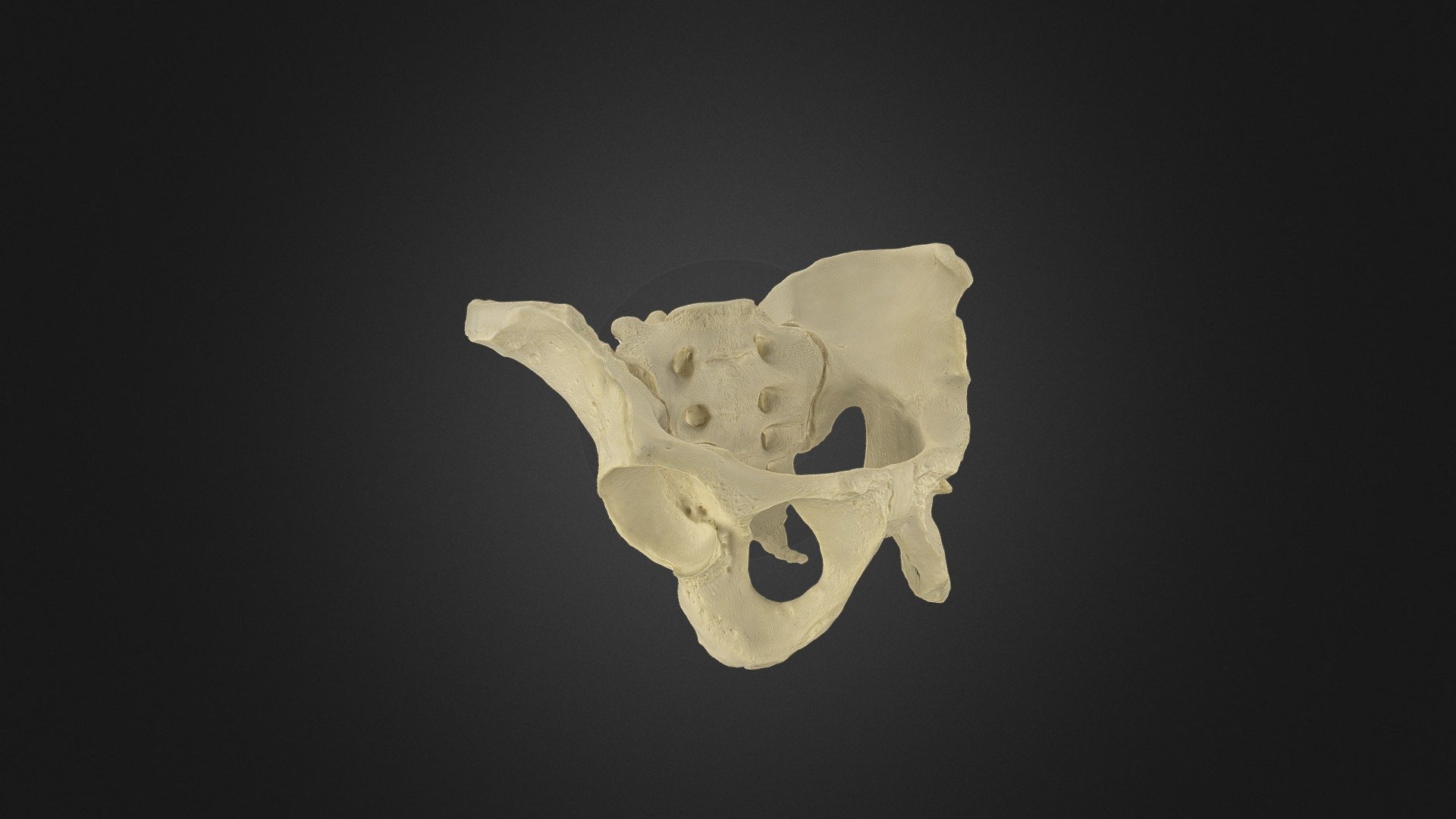 pelvis COMP-113-1 4T - Download Free 3D model by jgautney [045c5c1 ...