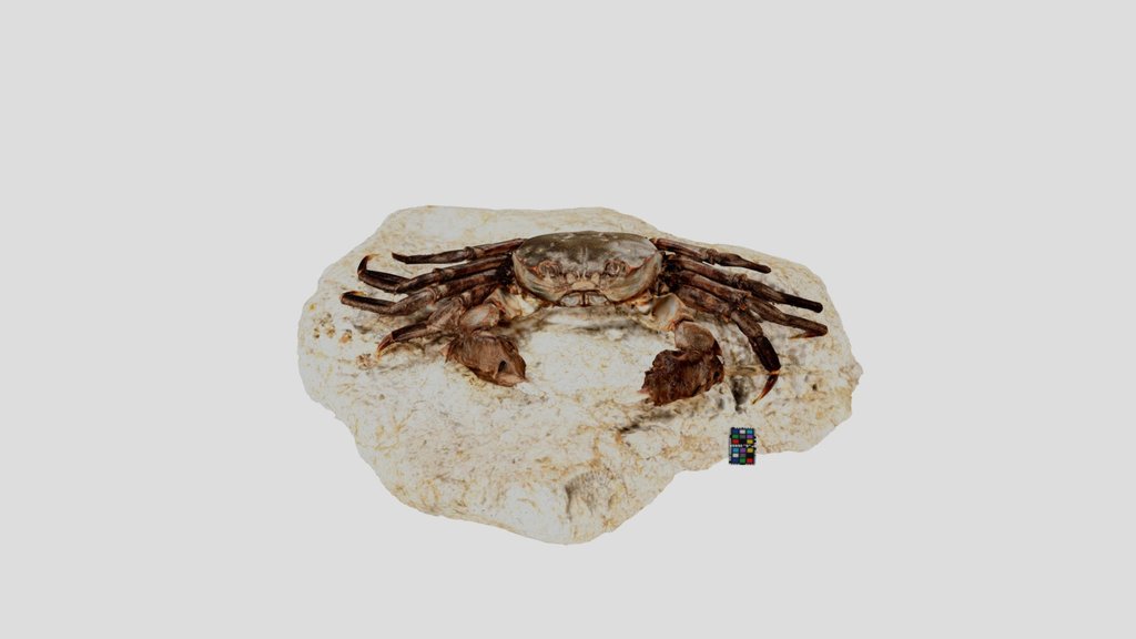 甲殻類 Crustacea - A 3D model collection by xmeta - Sketchfab