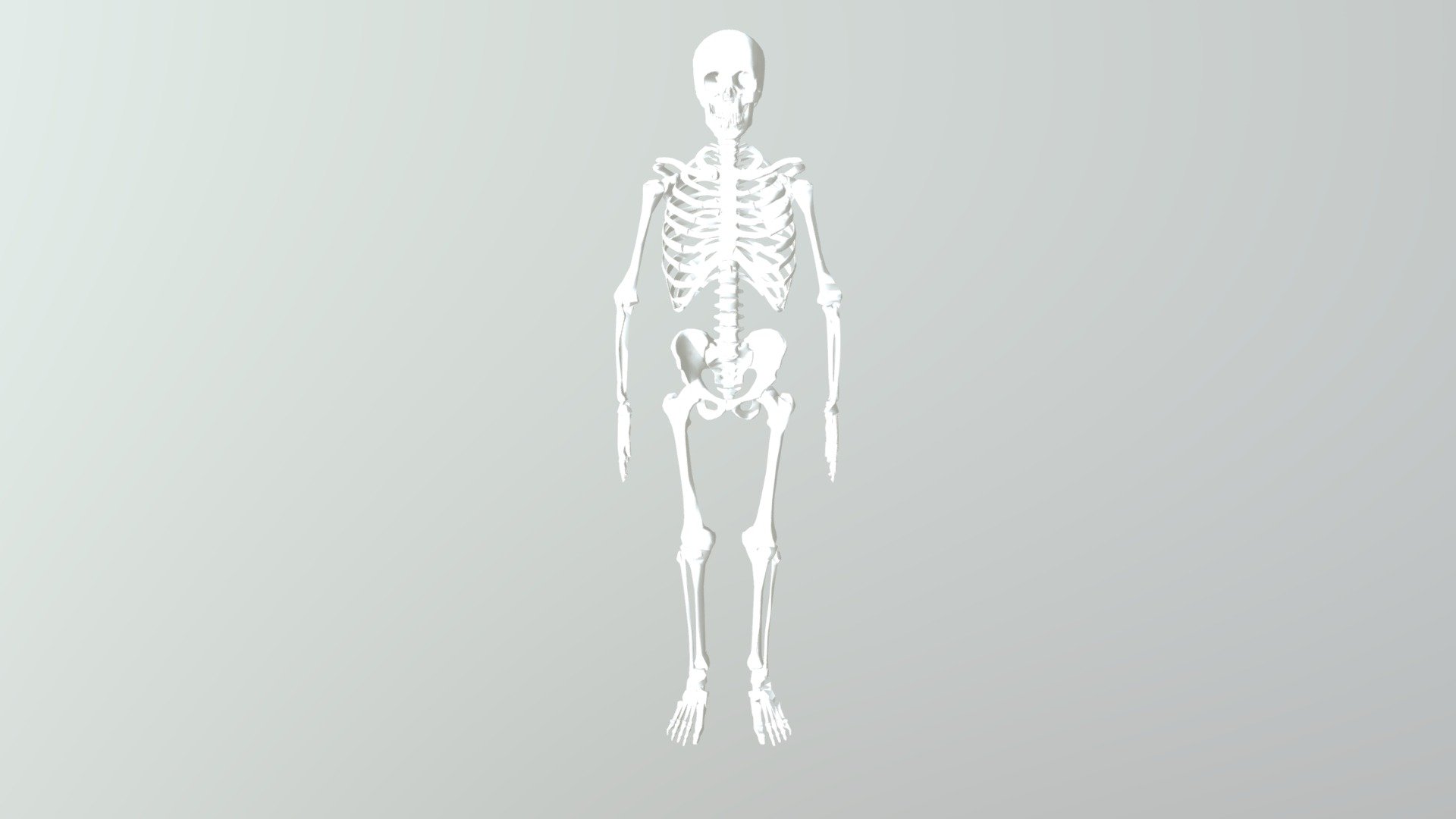 Skeleton - 3D model by lunartrip2 [045ead4] - Sketchfab