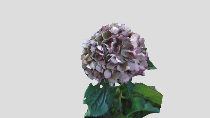Hydragangea 3D models - Sketchfab