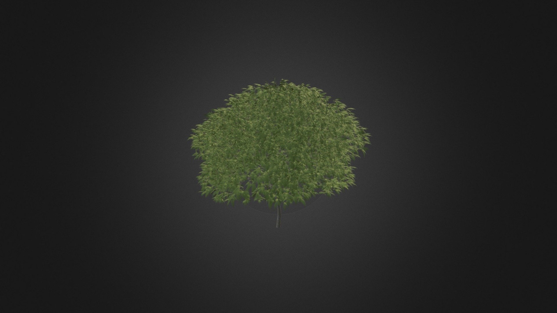Staghorn Sumac Tree (Rhus typhina) 7.2m - Buy Royalty Free 3D model by ...