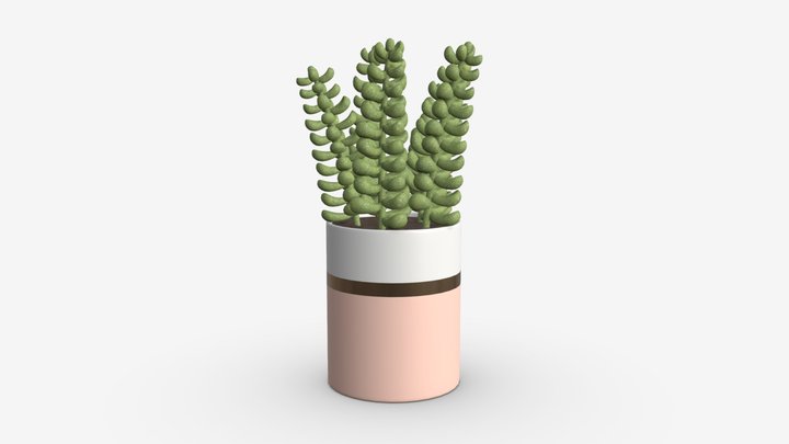 Sedum 3D models - Sketchfab