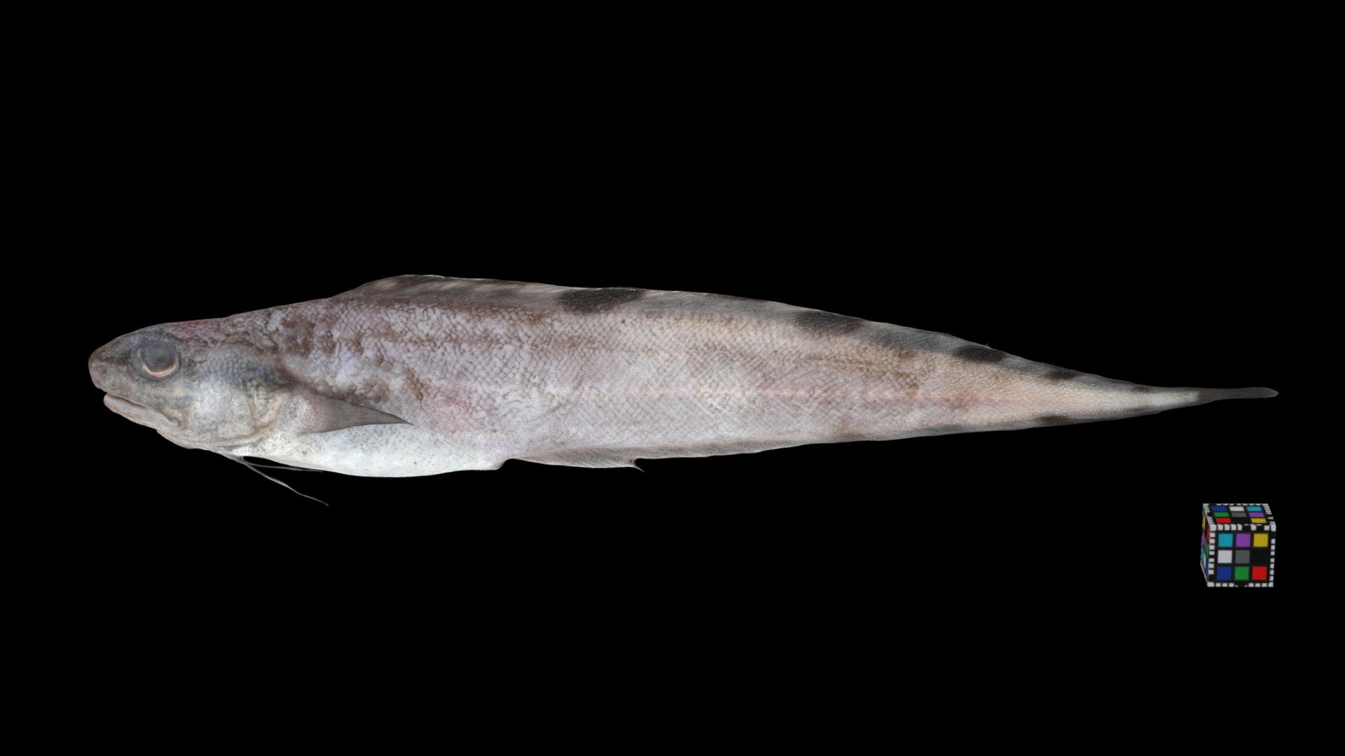 シマイタチウオ Cusk-eels, Neobythites stigmosus - Download Free 3D model by ...