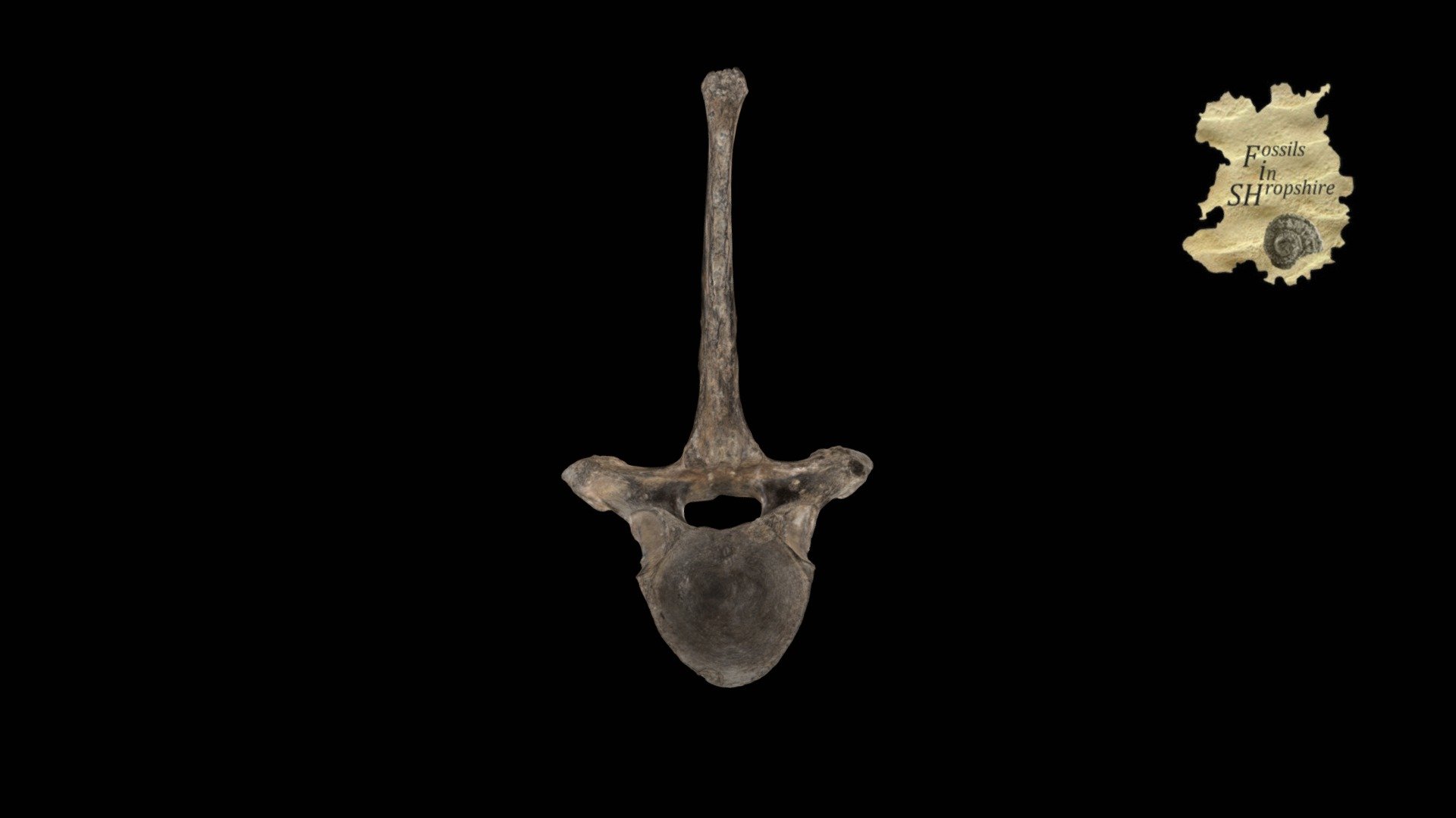 Mammoth - Vertebra - Download Free 3D model by Fossils in Shropshire ...