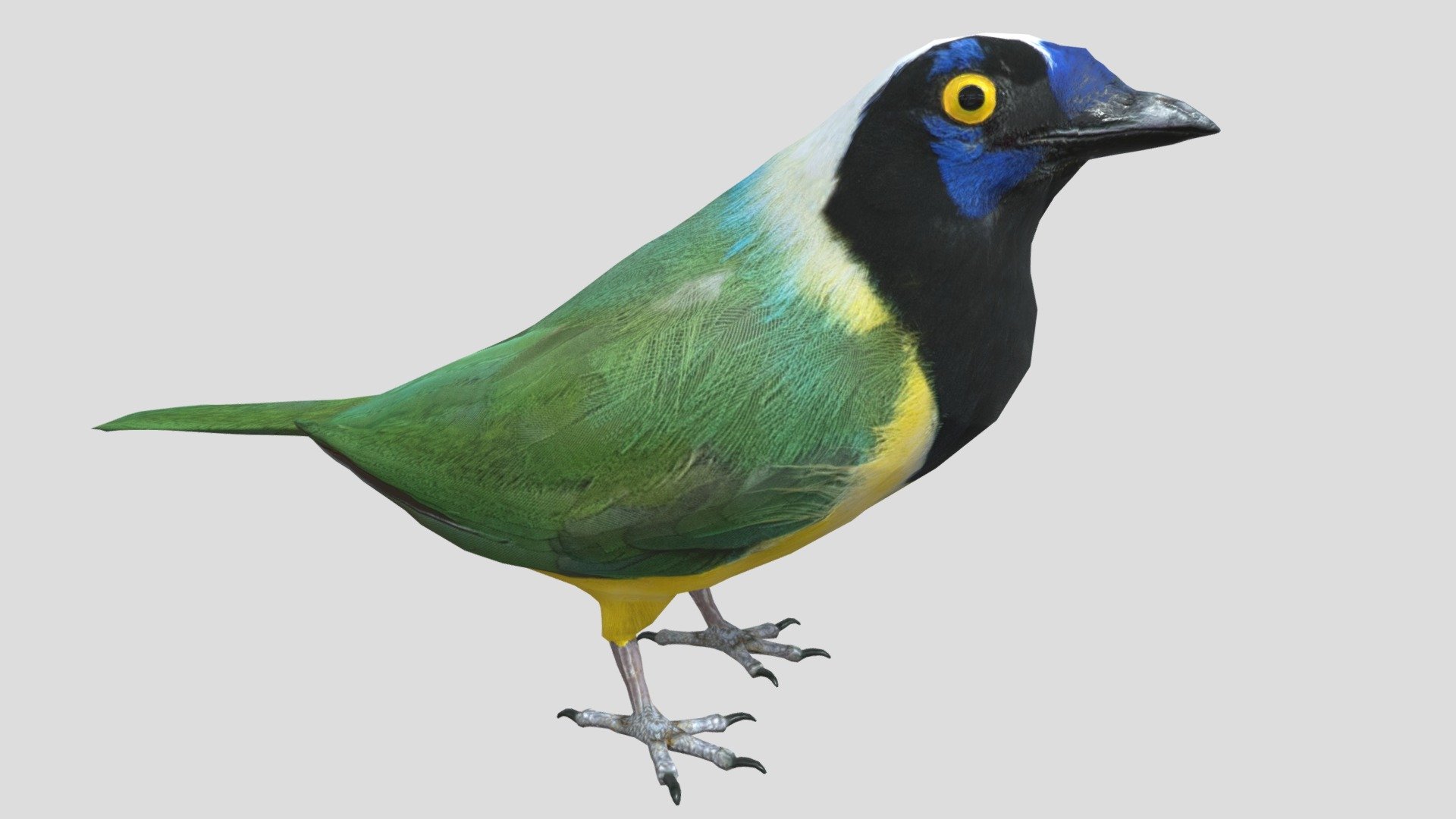 Inca Jay Cyanocorax yncas - Buy Royalty Free 3D model by rmilushev ...