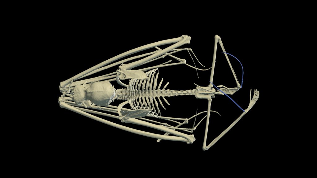 Batty About Calcars - A 3D model collection by Blackburn Lab (@ufherps ...