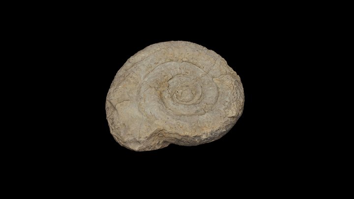 Ammonite 3D models - Sketchfab