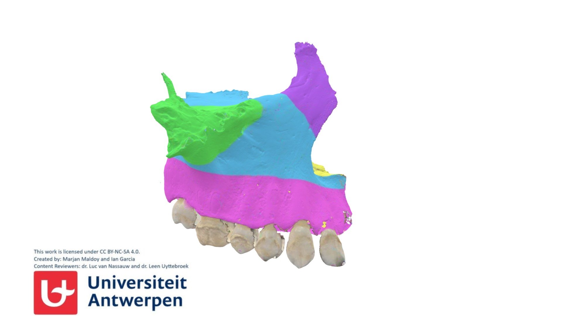 Maxilla delen - 3D model by Universiteit Antwerpen (@marjanmaldoy ...