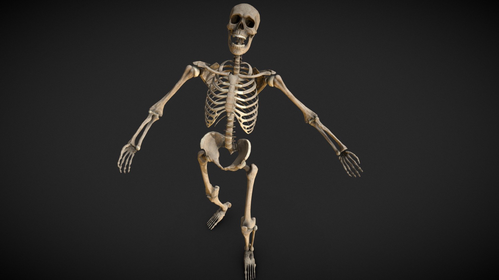 Human Body - Skeleton - 3D model by Hervert Pimentel (@hervertpimentel ...