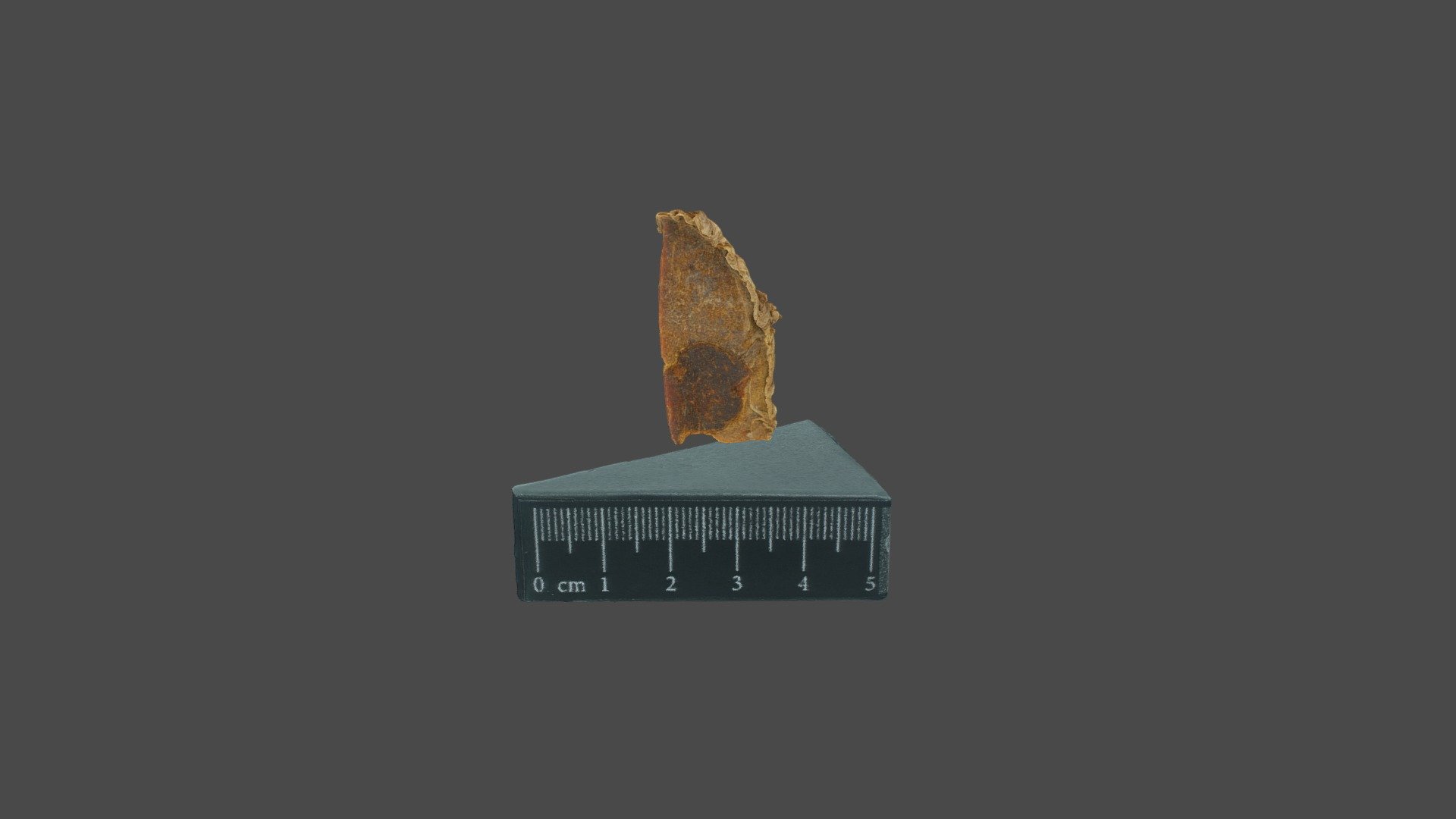 ว่านนางคำ scale bar - Download Free 3D model by SCPHC (@HathairatS24 ...