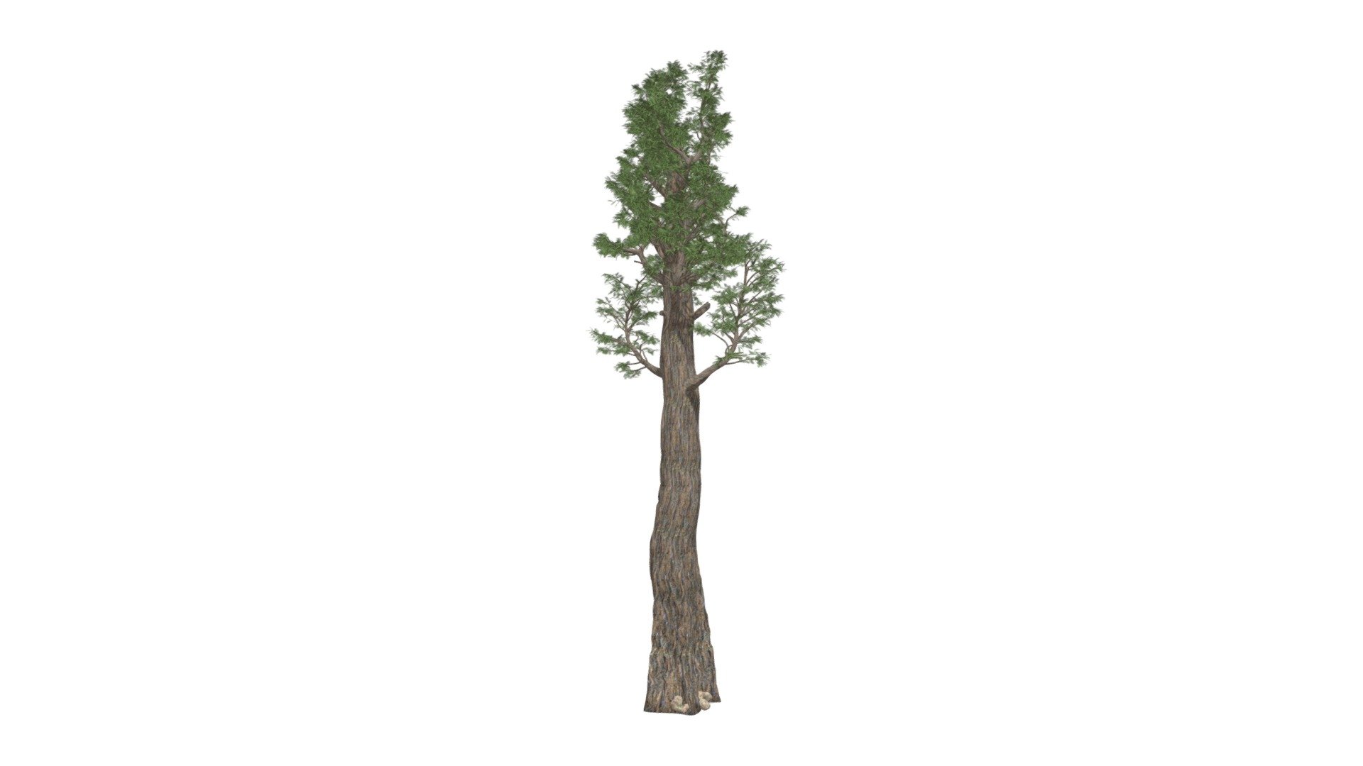 Giant Redwood Tree #06 - Buy Royalty Free 3D model by meshshape ...